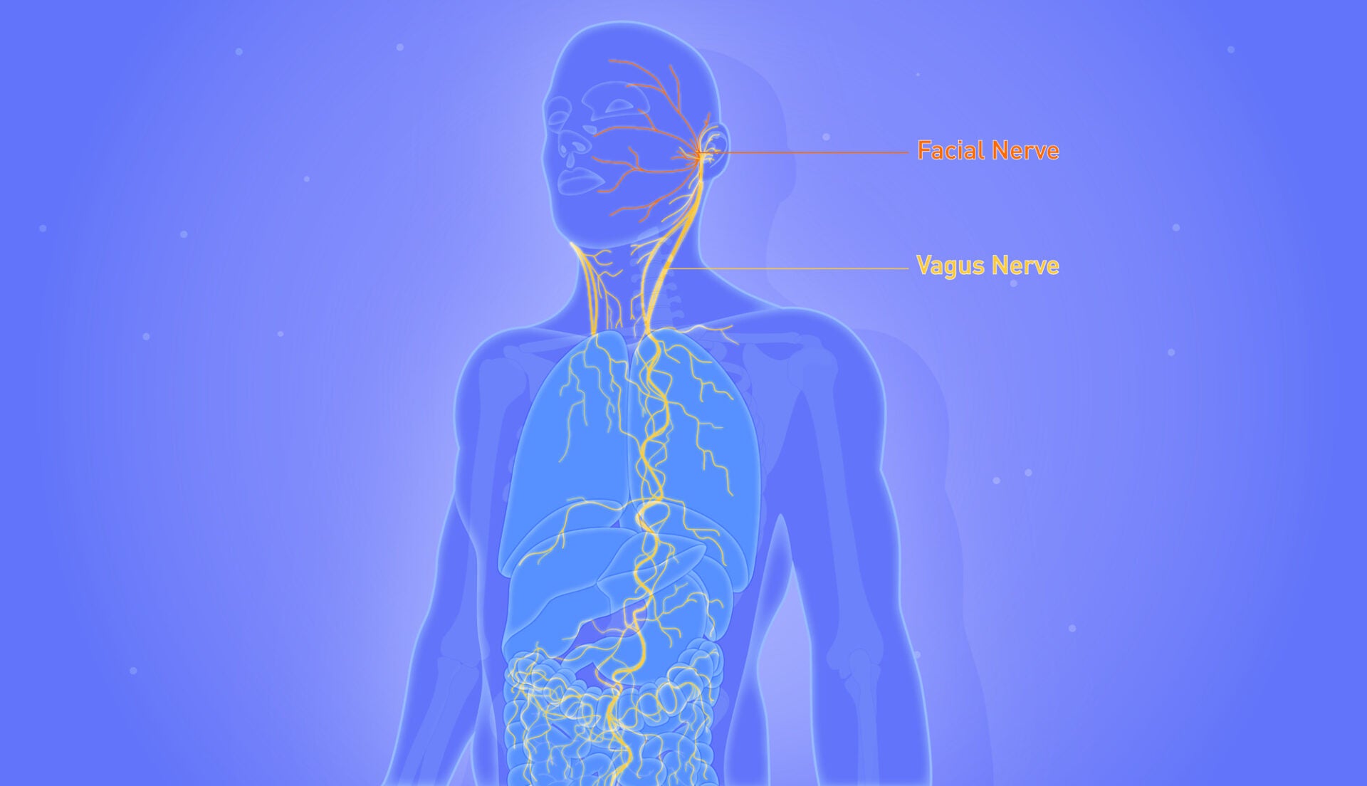 Unlocking the Vagus Nerve: A Comprehensive Guide to Vagus Nerve Stimul ...
